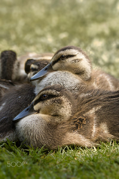 IMG_8431 by Dave Stanley | 500px