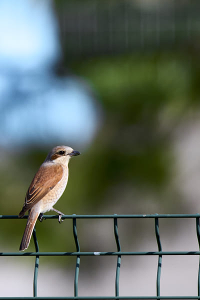 Zhulan by Ilya Shishkov | 500px