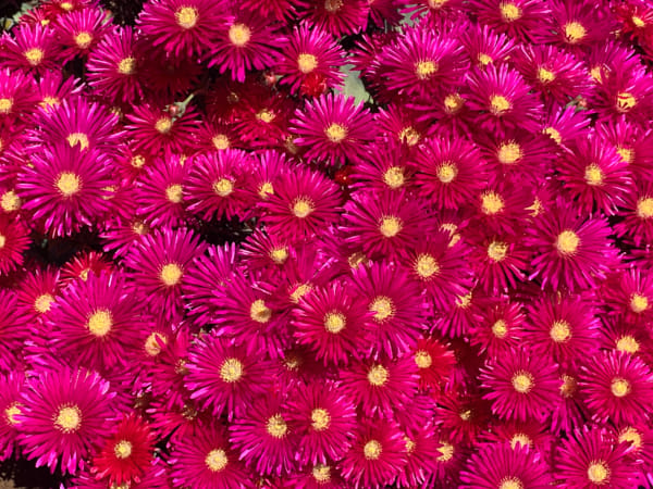 Jewel of the Desert by Carl Main | 500px