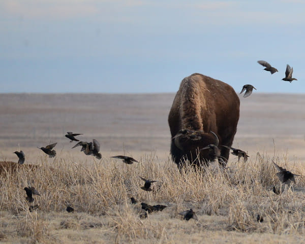 bison and birds by Dennis Nejtek | 500px