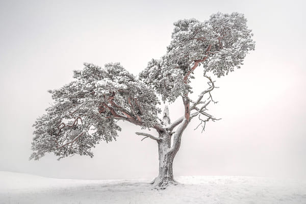 The pine by Lukas Cotti | 500px