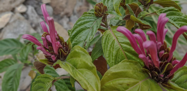 SINGULAR FLOWERS by Jorge Dorantes Gonzalez | 500px