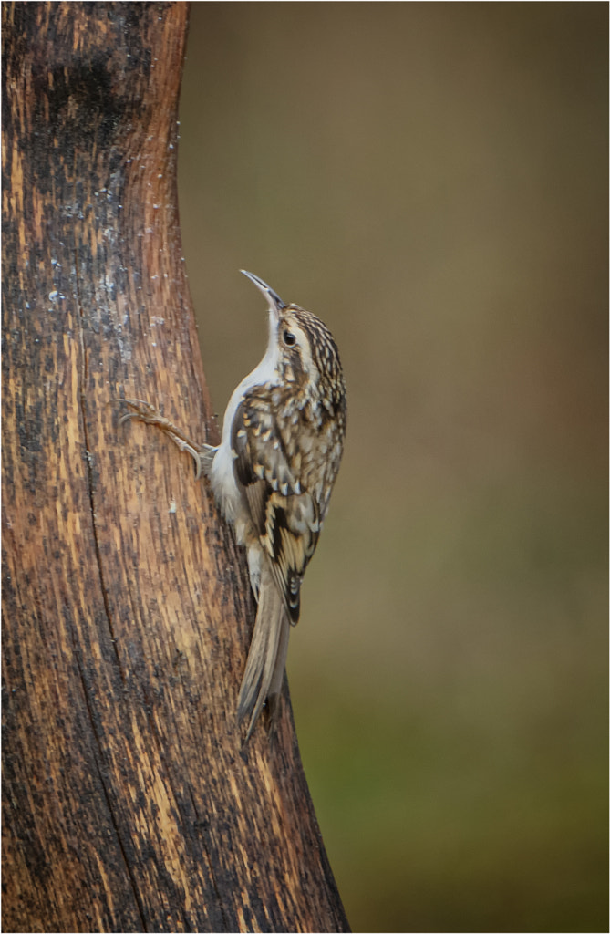 Brown Creeper Bird Climbing Tree Trunk in Forest | nature photo by ...