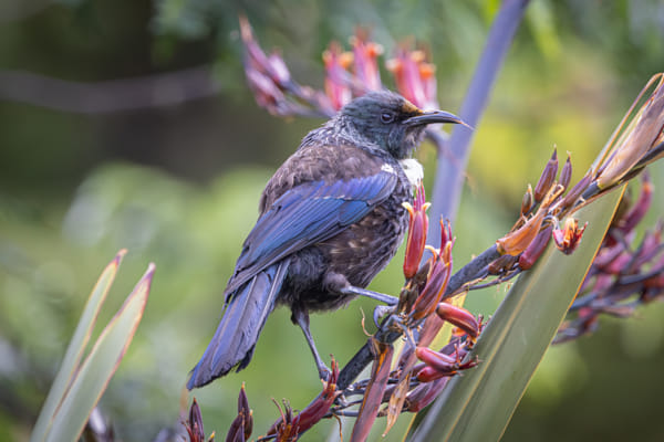NZ Tui by Joe Beaumont | 500px