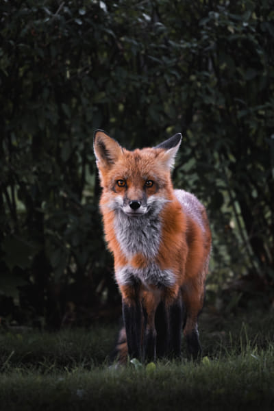 Red Fox Up Close by Seth Macey | 500px