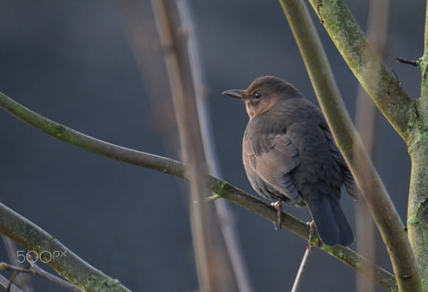 Before my hide by Luc Ave | 500px