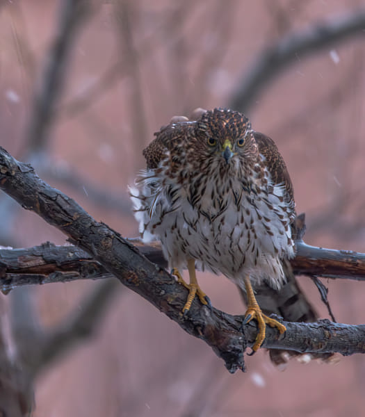 Cooper's Hawk by Alan McCollough | 500px