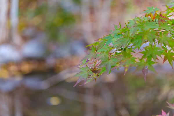Gentle Maple in Autumn Light by Kazutaka | 500px