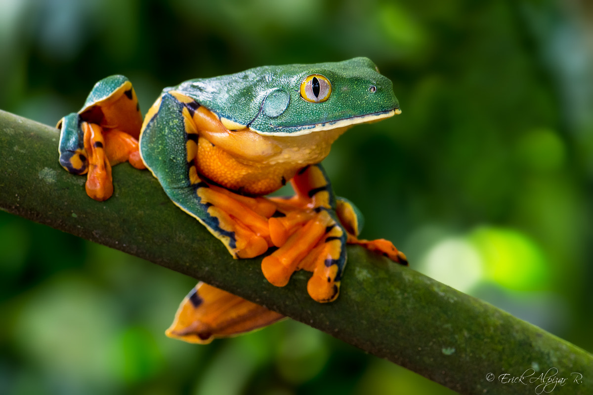 Splendid leaf frog by Erik Alpízar | 500px