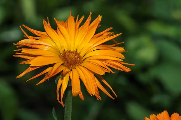 Daisy by Robert Kramer | 500px