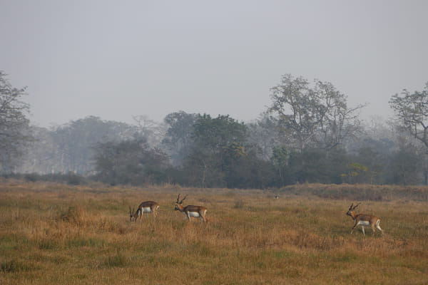 Safeguarding Nepal’s Northernmost Blackbucks: The Story of the ...