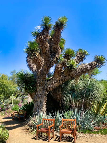 HUGE Yucca ! by Carl Main | 500px