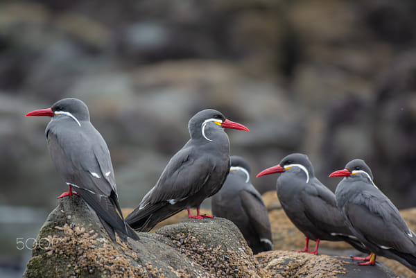 Inca Terns by Pica Cordoba Beard | 500px