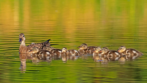 Mother Duck and the Seven Ducklings by John L | 500px