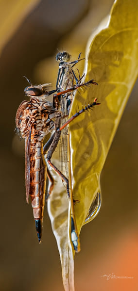 Harmful Touch by 'Ayie' Ratu Permata Sari | 500px