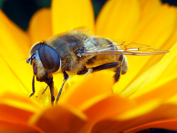 Drone Fly by Tom Musson | 500px