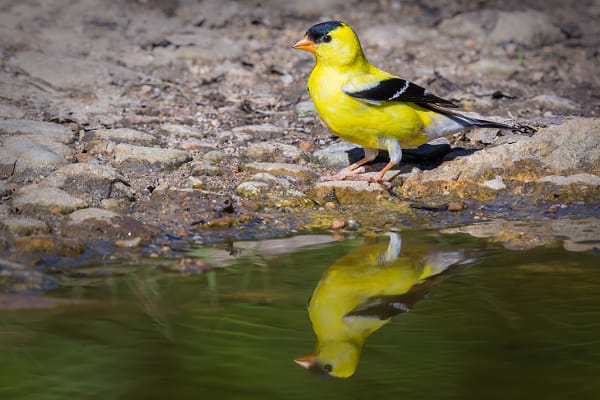 Goldfinch E6R2421LC by Carl Albro | 500px