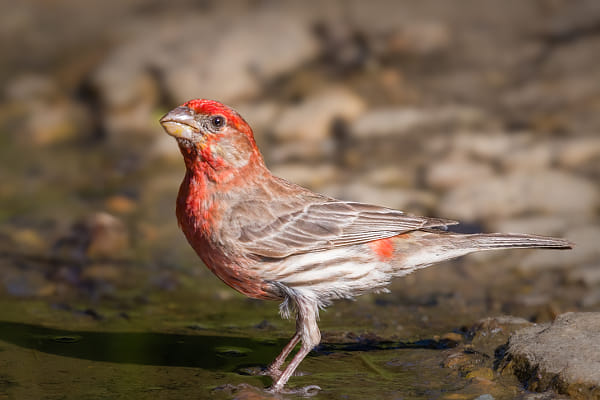 House Finch E6R2624LC by Carl Albro | 500px