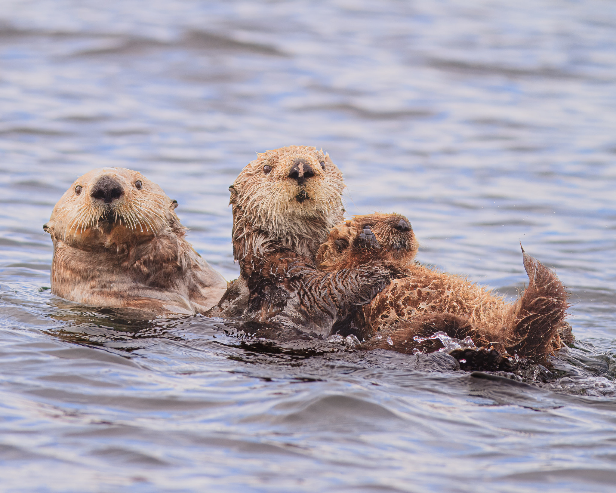 Otters in Alaska by David Goodell | 500px