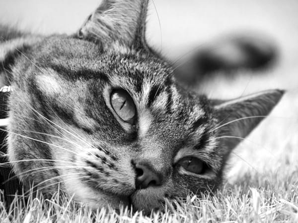 Buster Face by Jimmy Dickinson | 500px
