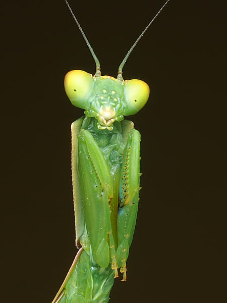 New Zealand Mantis by Tom Musson | 500px