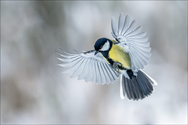 Norah by Suzy Mead | 500px