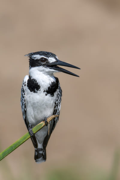Norah by Suzy Mead | 500px