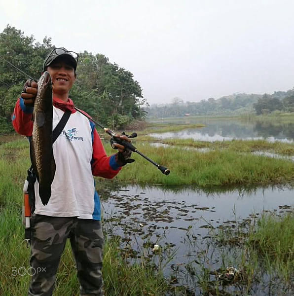 toman fish by junior idayanti sigalingging | 500px