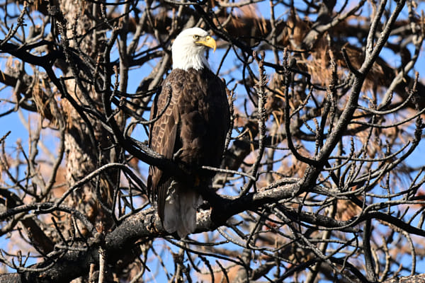 Bald Eagle by Kevin Eccles | 500px