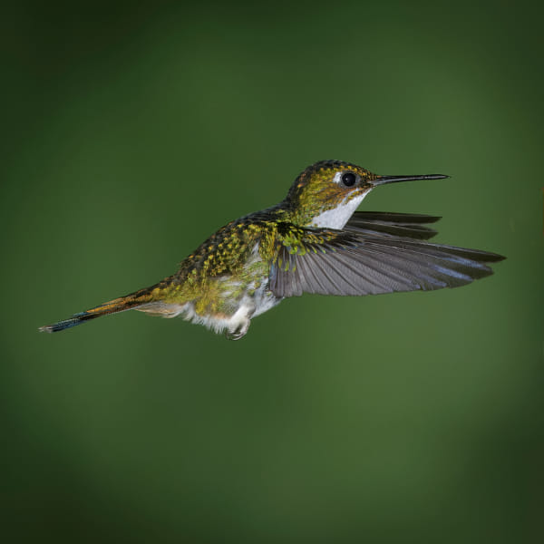 White-necked Jacobin by David Goodell | 500px