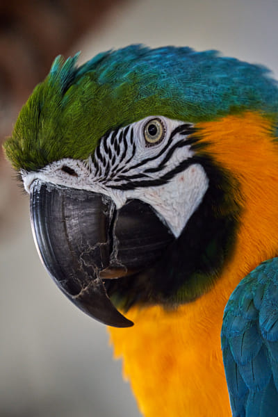 Gelbbrustara - 19 by Giger Daniel | 500px