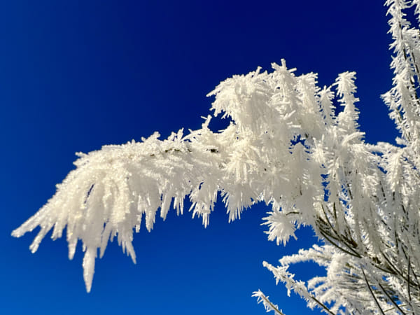 genet givré by Daniel Benoist | 500px