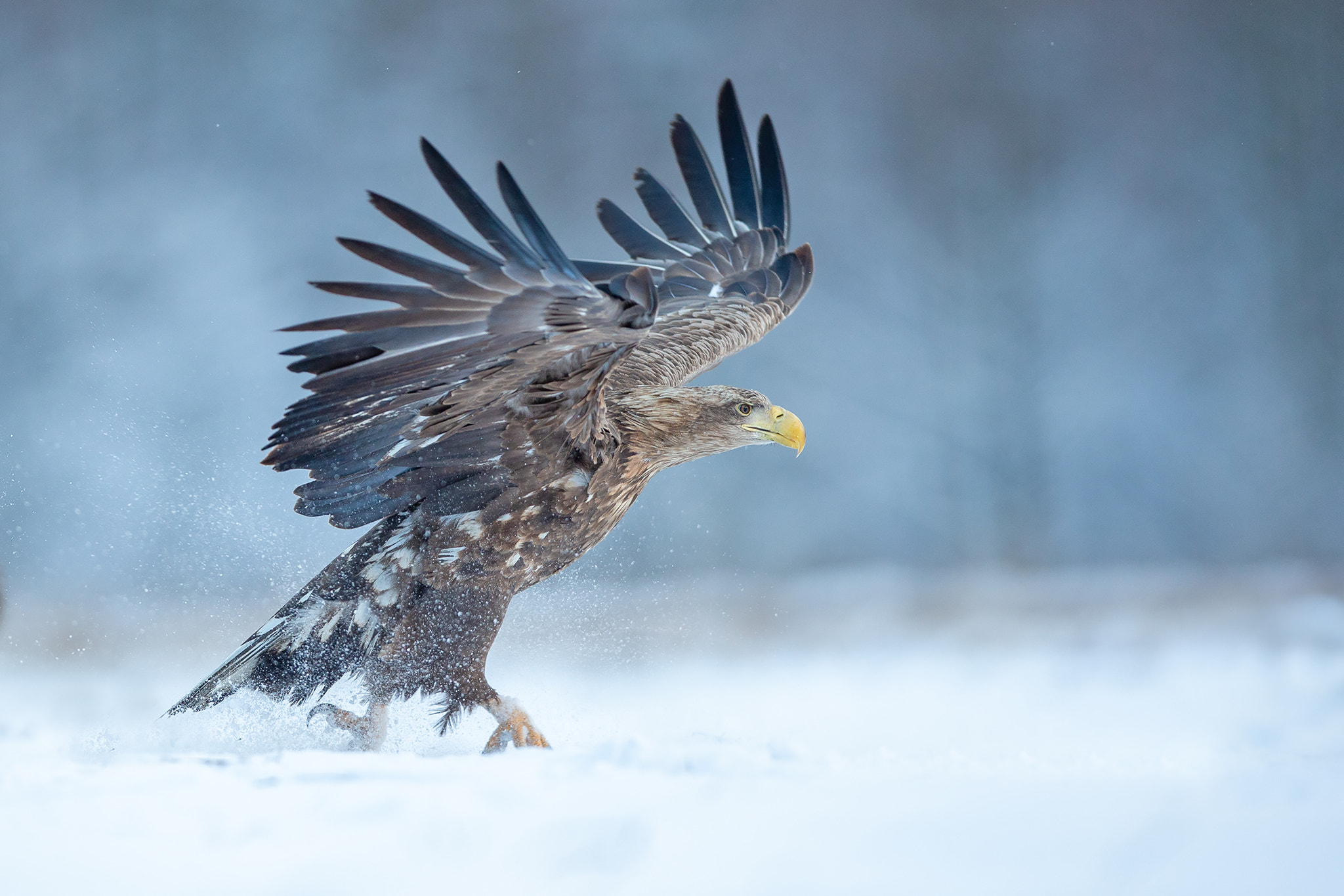 Little bit of Snow.... by Marcin Nawrocki | 500px