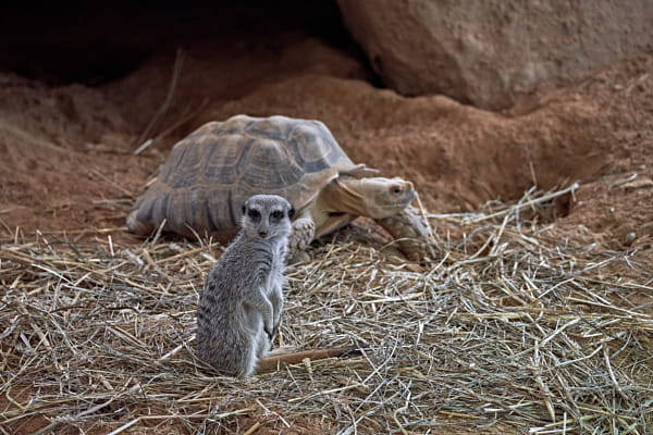 Erdmaennchen - 89 by Giger Daniel | 500px