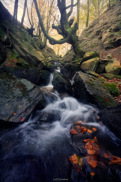 Light Beyond the Leaves by Lost In Woodlands | 500px