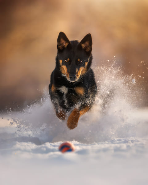snow action. by Anne Geier | 500px