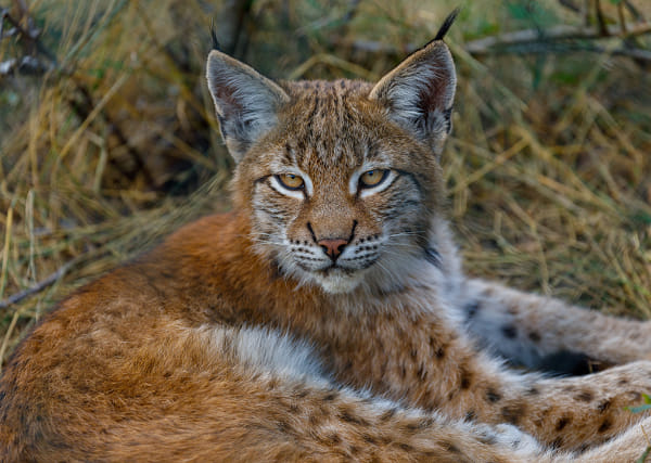 Luchs by Klaus Stahl | 500px