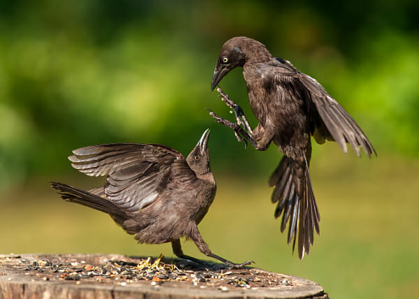 These Claws Are Made for Walkin' by Dennis Bartsch | 500px