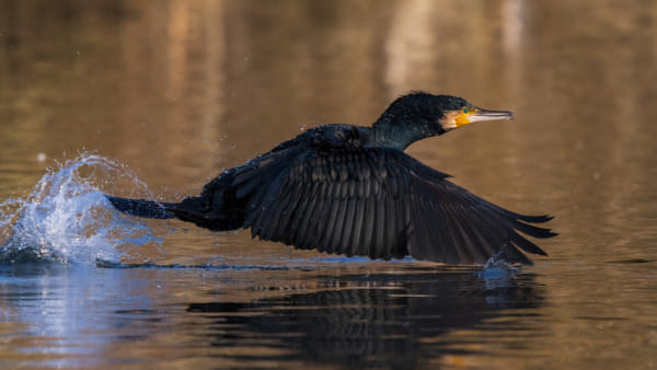 Side view of cormorant taking off from the lake by Jayanta Bordoloi | 500px