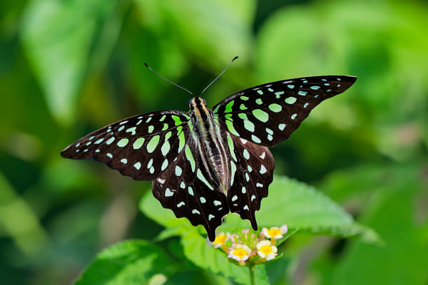 Beautiful symmetrical detail of a green spotted triangle butterfly in ...