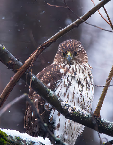 Cooper's hawk by Alan McCollough | 500px