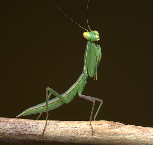 New Zealand Mantis by Tom Musson | 500px