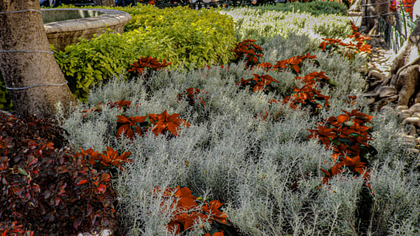 GROWING UNDER THE TREE by Jorge Dorantes Gonzalez | 500px
