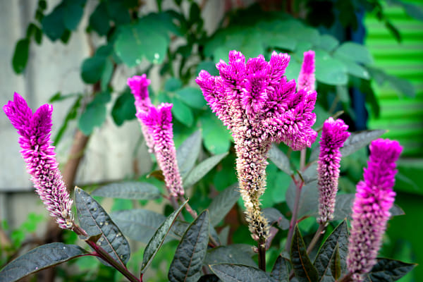 Celosia spicata by Karl Gerald Saul | 500px