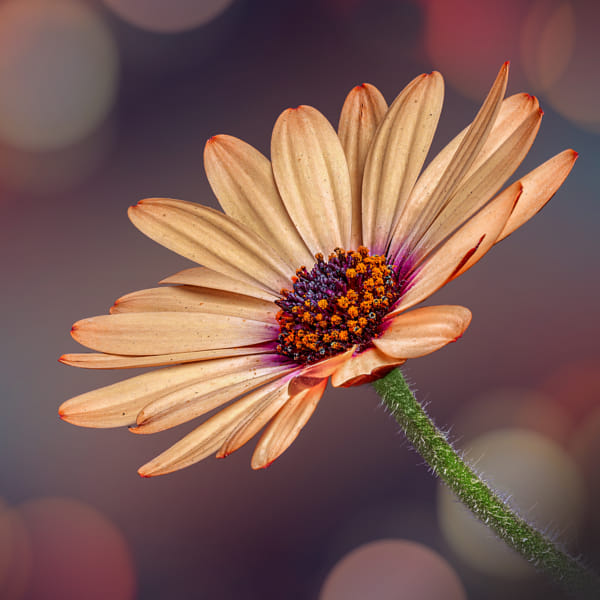 Flower by Sinisa Strkalj | 500px