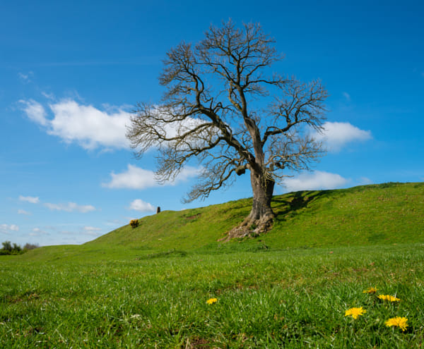 lone tree by Metalhead With A Camera | 500px