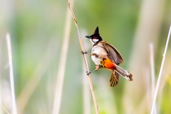 Red whiskered bulbul by Blindshot 盲拍 | 500px