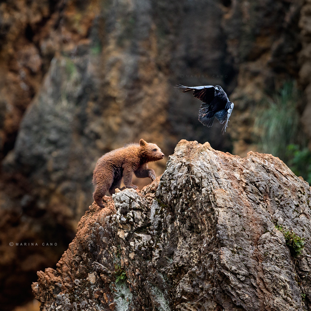 The Bird and the Bear by Marina Cano / 500px