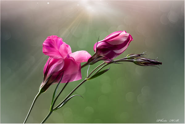 Prärieenziane - Eustoma by schattenlicht | 500px