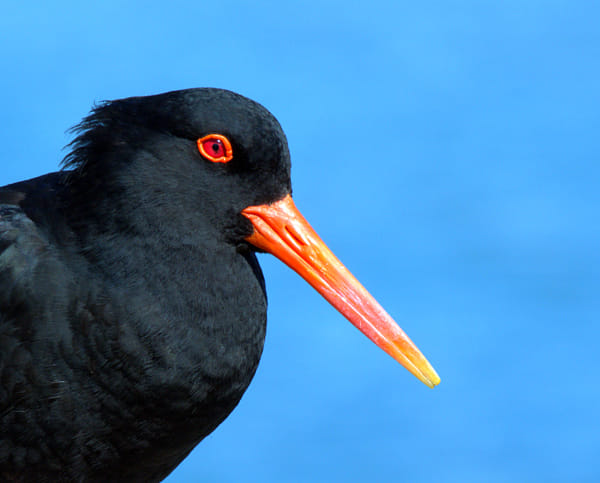 Variable Oystercatcher by Tom Musson | 500px